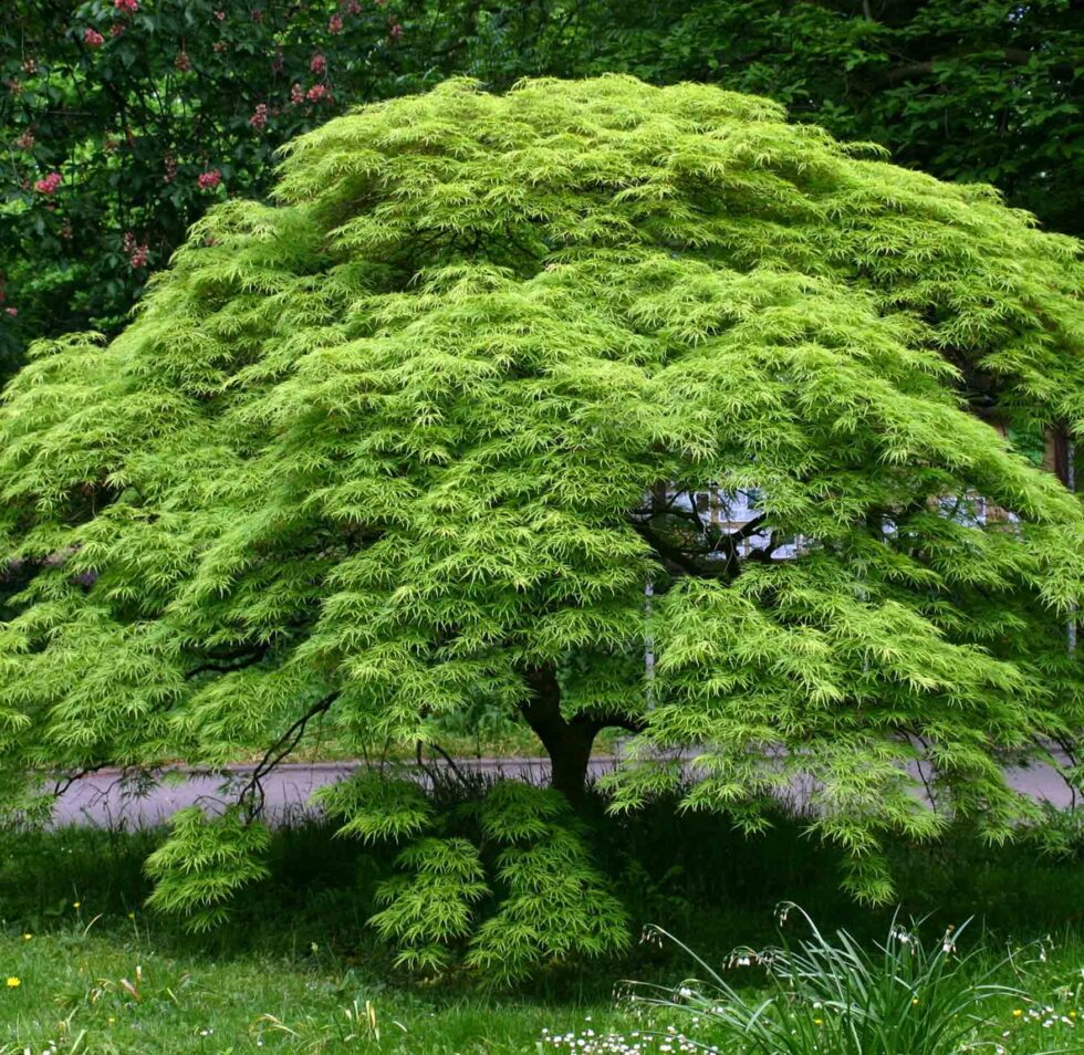 zTREES JAPANESE_MAPLE | Leading Garden Center in Farmington Hills, MI