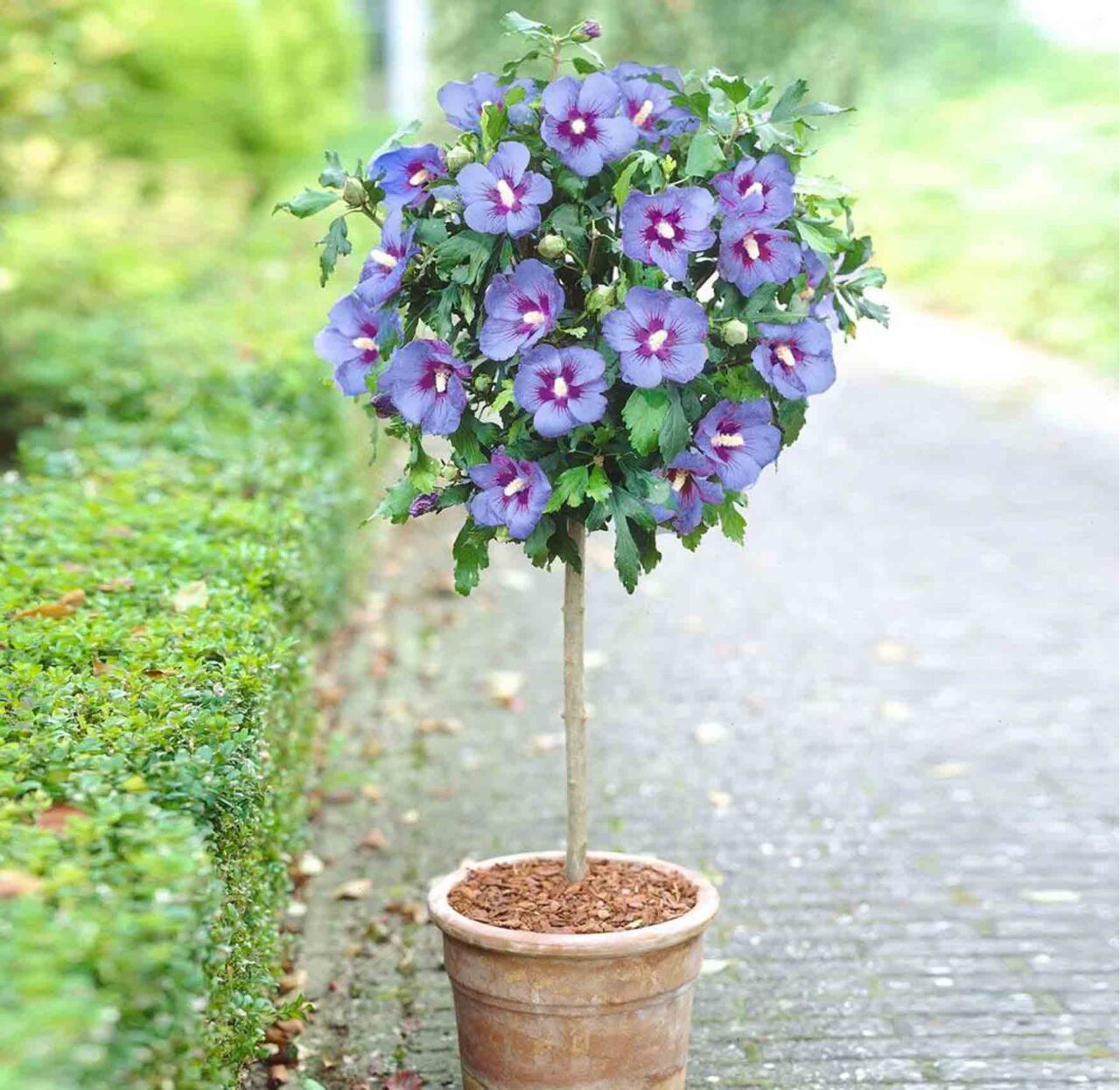zTREES ROSE_OF_SHARON_TREE | Leading Garden Center in Farmington Hills, MI