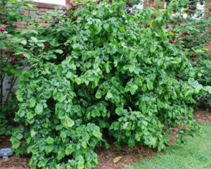 Trees | Leading Garden Center in Farmington Hills, MI