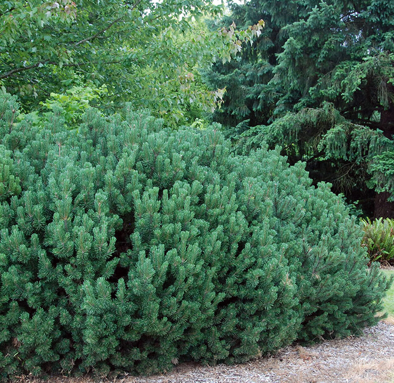 zSHRUB PINE | Leading Garden Center in Farmington Hills, MI