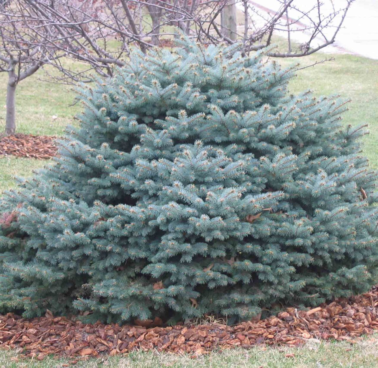 zSHRUB SPRUCE | Leading Garden Center in Farmington Hills, MI